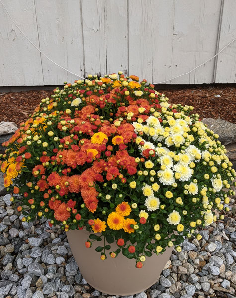 Colonial Flower Shoppe